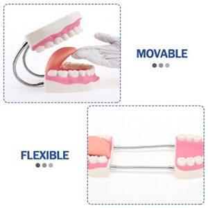 Giant Teeth Dental Demonstration Model with Toothbrush,Enlarged 6 Times Standard Size Mouth Model, Denture Teaching Model for Teaching and Study