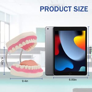 Giant Teeth Dental Demonstration Model with Toothbrush,Enlarged 6 Times Standard Size Mouth Model, Denture Teaching Model for Teaching and Study