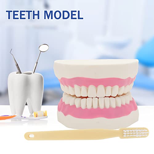 Giant Teeth Dental Demonstration Model with Toothbrush,Enlarged 6 Times Standard Size Mouth Model, Denture Teaching Model for Teaching and Study