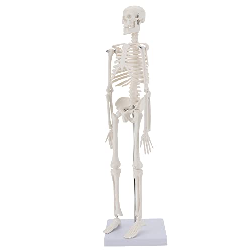 MIIRR Human Skeleton Anatomical Model, 17.7'' Mini Size Medical Skeleton Model with Movable Arms and Legs, Easy to Carry and Display for Anyone Study and Teaching