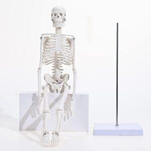 MIIRR Human Skeleton Anatomical Model, 17.7'' Mini Size Medical Skeleton Model with Movable Arms and Legs, Easy to Carry and Display for Anyone Study and Teaching