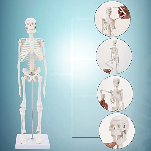 MIIRR Human Skeleton Anatomical Model, 17.7'' Mini Size Medical Skeleton Model with Movable Arms and Legs, Easy to Carry and Display for Anyone Study and Teaching