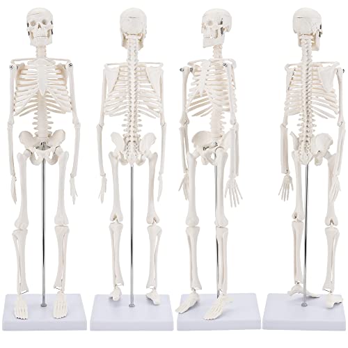 MIIRR Human Skeleton Anatomical Model, 17.7'' Mini Size Medical Skeleton Model with Movable Arms and Legs, Easy to Carry and Display for Anyone Study and Teaching