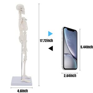 MIIRR Human Skeleton Anatomical Model, 17.7'' Mini Size Medical Skeleton Model with Movable Arms and Legs, Easy to Carry and Display for Anyone Study and Teaching