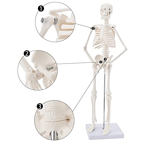 MIIRR Human Skeleton Anatomical Model, 17.7'' Mini Size Medical Skeleton Model with Movable Arms and Legs, Easy to Carry and Display for Anyone Study and Teaching