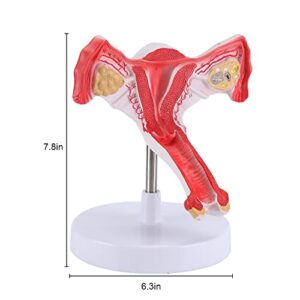 XKiss Human Uterus and Ovary Model, Female Reproductive Organ Model, Life Size Uterine Medical Educational Tool for Anatomical Gynecology Doctor Patient Communication Simulation