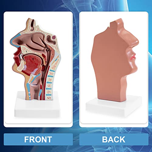 Winyousk Human Anatomical Nasal Cavity Throat Model,Pathological Anatomical Model of Human Nasal Cavity and Throat, Model for Classroom Teaching Medical Students to Learn Medical Research