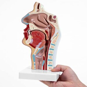 Winyousk Human Anatomical Nasal Cavity Throat Model,Pathological Anatomical Model of Human Nasal Cavity and Throat, Model for Classroom Teaching Medical Students to Learn Medical Research