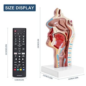 Winyousk Human Anatomical Nasal Cavity Throat Model,Pathological Anatomical Model of Human Nasal Cavity and Throat, Model for Classroom Teaching Medical Students to Learn Medical Research