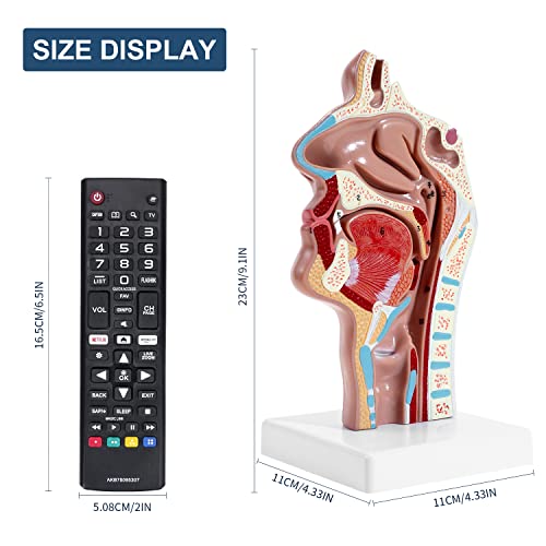 Winyousk Human Anatomical Nasal Cavity Throat Model,Pathological Anatomical Model of Human Nasal Cavity and Throat, Model for Classroom Teaching Medical Students to Learn Medical Research