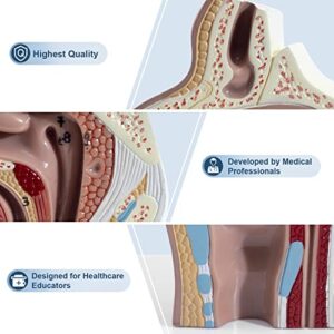 Winyousk Human Anatomical Nasal Cavity Throat Model,Pathological Anatomical Model of Human Nasal Cavity and Throat, Model for Classroom Teaching Medical Students to Learn Medical Research