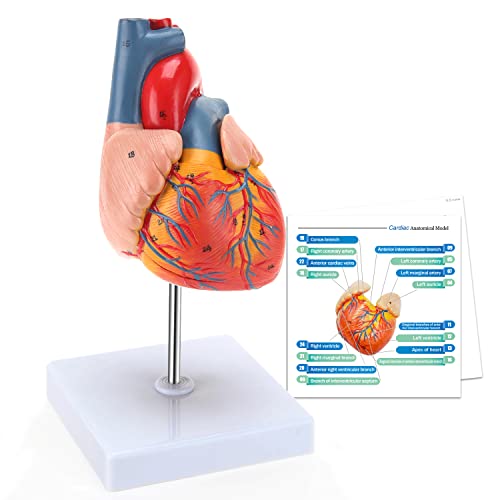 HINGONS Anatomy Heart Model, 3D Human Heart Model, Science Education Human Heart Display Teaching Medical Model with Colorful Chart (2-Part)