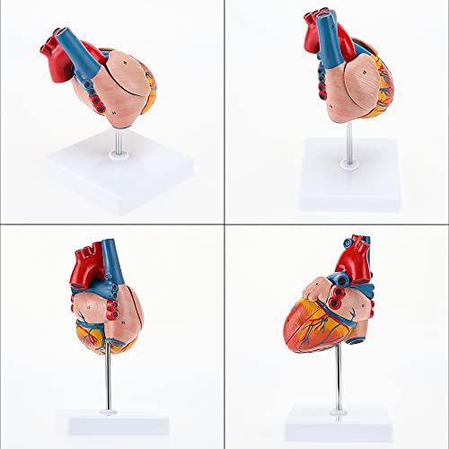 HINGONS Anatomy Heart Model, 3D Human Heart Model, Science Education Human Heart Display Teaching Medical Model with Colorful Chart (2-Part)