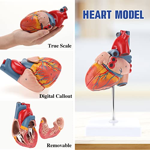 HINGONS Anatomy Heart Model, 3D Human Heart Model, Science Education Human Heart Display Teaching Medical Model with Colorful Chart (2-Part)