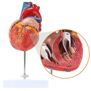 HINGONS Anatomy Heart Model, 3D Human Heart Model, Science Education Human Heart Display Teaching Medical Model with Colorful Chart (2-Part)