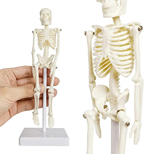 NEW HORIZON 21cm Human Skeleton Model Skeleton Human Model Adult Small Skeleton Teaching Model Spine Whole Body