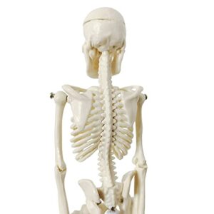 NEW HORIZON 21cm Human Skeleton Model Skeleton Human Model Adult Small Skeleton Teaching Model Spine Whole Body