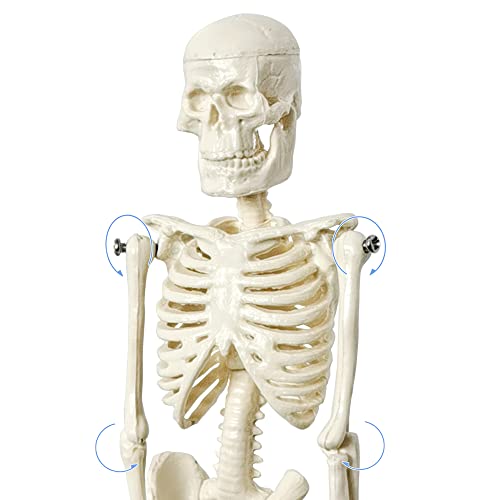 NEW HORIZON 21cm Human Skeleton Model Skeleton Human Model Adult Small Skeleton Teaching Model Spine Whole Body