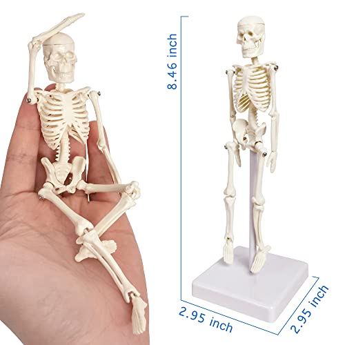 NEW HORIZON 21cm Human Skeleton Model Skeleton Human Model Adult Small Skeleton Teaching Model Spine Whole Body