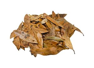 the bio dude leaf litter - live oak litter - great for bioactive terrariums, vivariums and fish