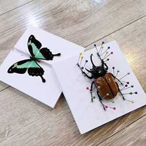 Mipcase Insect Pinning Board Butterfly Spreading Wings Board Insect Specimen Plates Specimen Display Board for Bugs Collection Supplies