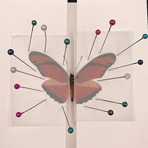 Mipcase Insect Pinning Board Butterfly Spreading Wings Board Insect Specimen Plates Specimen Display Board for Bugs Collection Supplies