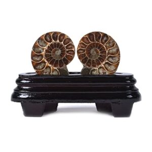 justinstones natural ammonite pair fossil stone specimen with wood stand madagascar