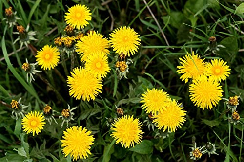 15000+ Pcs Dandelion Seeds Organic Real Herb Planting The Dandelion Seed