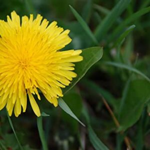 15000+ Pcs Dandelion Seeds Organic Real Herb Planting The Dandelion Seed