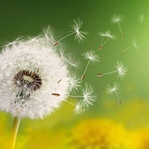 15000+ Pcs Dandelion Seeds Organic Real Herb Planting The Dandelion Seed