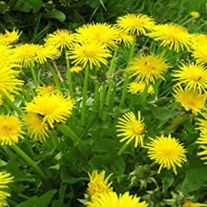 15000+ Pcs Dandelion Seeds Organic Real Herb Planting The Dandelion Seed