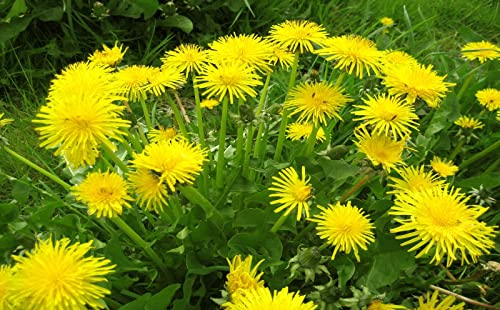 15000+ Pcs Dandelion Seeds Organic Real Herb Planting The Dandelion Seed