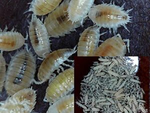 live springtails + dwarf white isopods