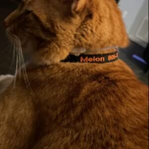 shangye Personalized Cat Collar, Custom Embroidered Cat Collars with with Name and Phone Number, Nylon ID Collar for Cat or Kitten with Breakaway Safety Release Buckle with Bell