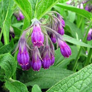 200 Pcs Symphytum Officinale Comfrey Seeds