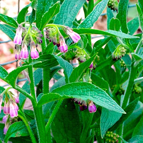 200 Pcs Symphytum Officinale Comfrey Seeds