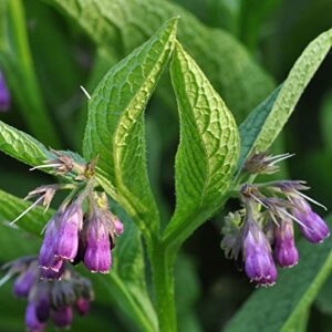 200 Pcs Symphytum Officinale Comfrey Seeds