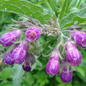 200 Pcs Symphytum Officinale Comfrey Seeds