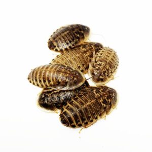 nutricricket 100 live medium dubia roaches with live arrival