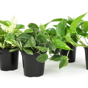 Live Pothos Plants (4PK) Indoor Plants Live Houseplants, Pothos Live Plant House Plants Indoors Live Plants, Money Plant Indoor Pothos Plant Decor, Devils Ivy Trailing Plants Live by Plants for Pets