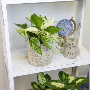 Live Pothos Plants (4PK) Indoor Plants Live Houseplants, Pothos Live Plant House Plants Indoors Live Plants, Money Plant Indoor Pothos Plant Decor, Devils Ivy Trailing Plants Live by Plants for Pets