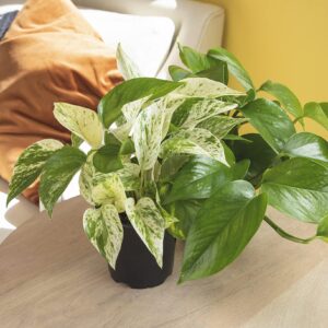 Live Pothos Plants (4PK) Indoor Plants Live Houseplants, Pothos Live Plant House Plants Indoors Live Plants, Money Plant Indoor Pothos Plant Decor, Devils Ivy Trailing Plants Live by Plants for Pets