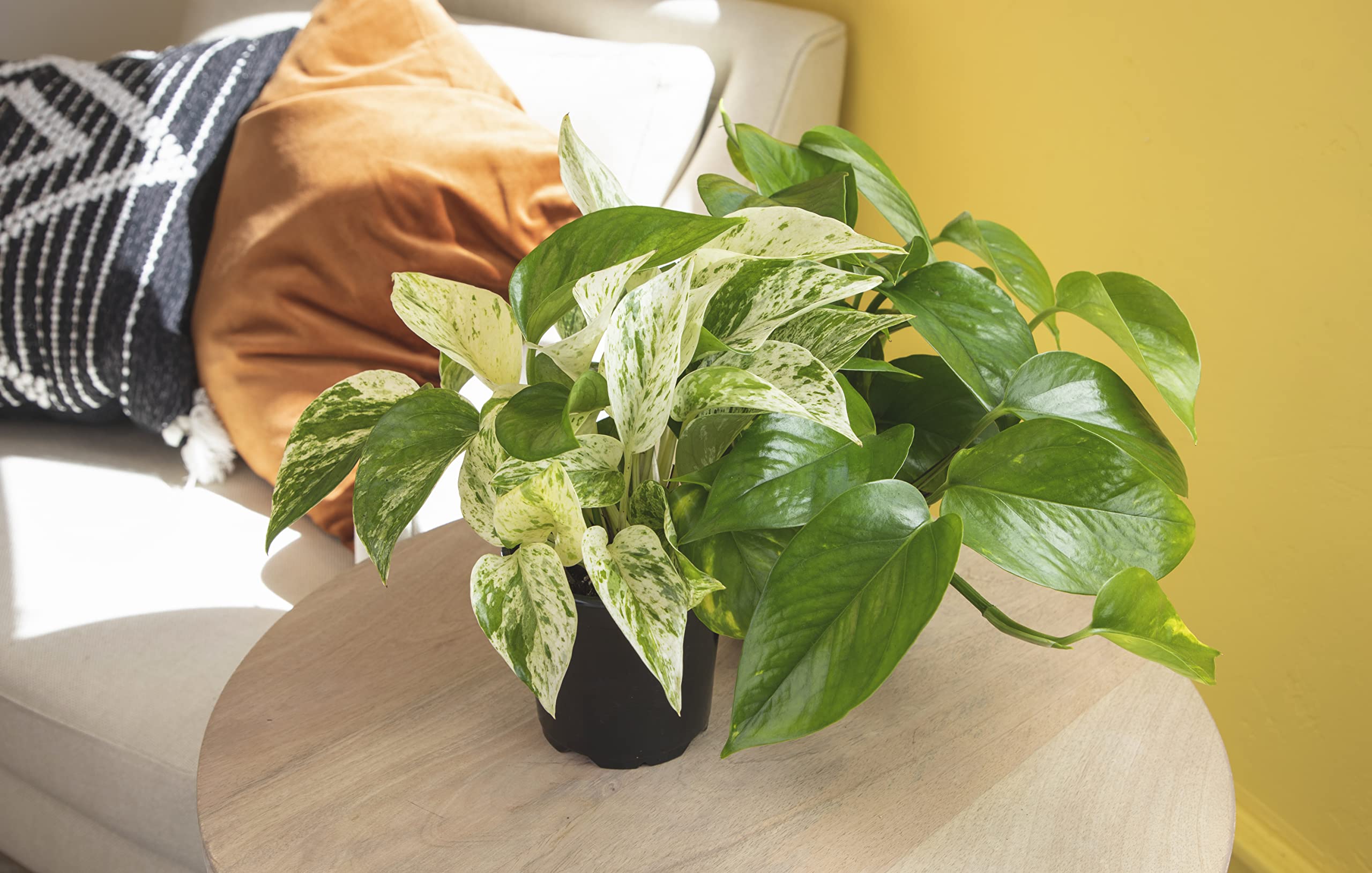 Live Pothos Plants (4PK) Indoor Plants Live Houseplants, Pothos Live Plant House Plants Indoors Live Plants, Money Plant Indoor Pothos Plant Decor, Devils Ivy Trailing Plants Live by Plants for Pets