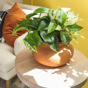 Live Pothos Plants (4PK) Indoor Plants Live Houseplants, Pothos Live Plant House Plants Indoors Live Plants, Money Plant Indoor Pothos Plant Decor, Devils Ivy Trailing Plants Live by Plants for Pets