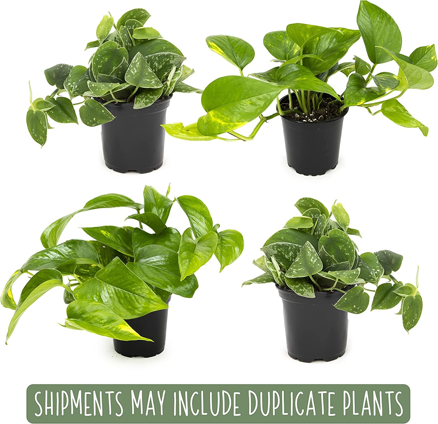 Live Pothos Plants (4PK) Indoor Plants Live Houseplants, Pothos Live Plant House Plants Indoors Live Plants, Money Plant Indoor Pothos Plant Decor, Devils Ivy Trailing Plants Live by Plants for Pets