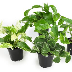 Live Pothos Plants (4PK) Indoor Plants Live Houseplants, Pothos Live Plant House Plants Indoors Live Plants, Money Plant Indoor Pothos Plant Decor, Devils Ivy Trailing Plants Live by Plants for Pets