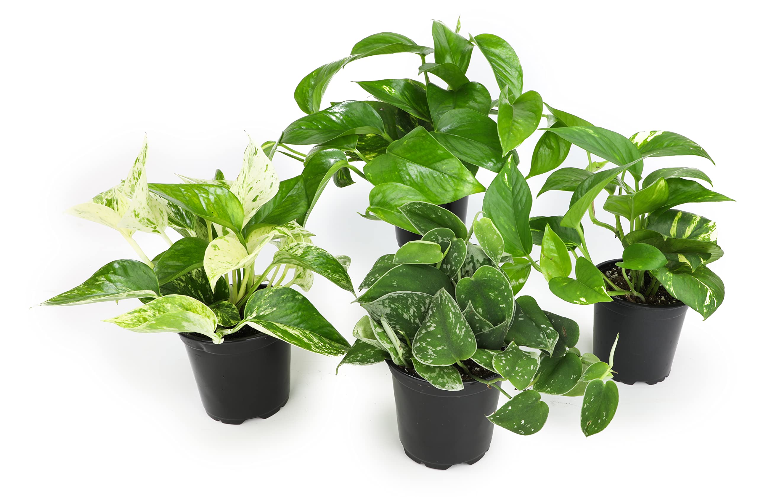 Live Pothos Plants (4PK) Indoor Plants Live Houseplants, Pothos Live Plant House Plants Indoors Live Plants, Money Plant Indoor Pothos Plant Decor, Devils Ivy Trailing Plants Live by Plants for Pets