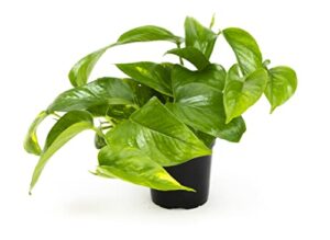 golden pothos plant live house plant live plants, trailing plants live houseplants, golden pothos live plant houseplant, live pothos devils ivy live plant money plant indoor plants by plants for pets