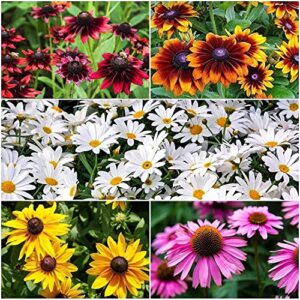 1300+ black eyed susan flower coneflower seeds for planting - includes gloriosa daisy rudbeckia hirta, carpet creeeping daisy and purple coneflower seeds