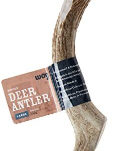 Amazon Brand - Wag Dog Deer Antler Chew, Naturally Shed, Whole, Large 8-9.5 inches (Best for Dogs 30-45 lbs)